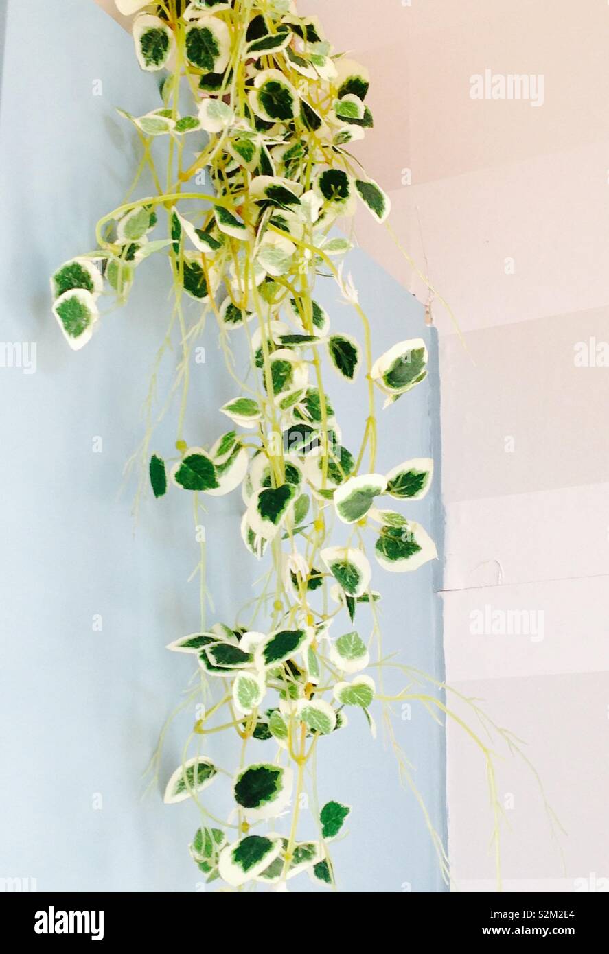 Variegated ivy plant hi-res stock photography and images - Alamy