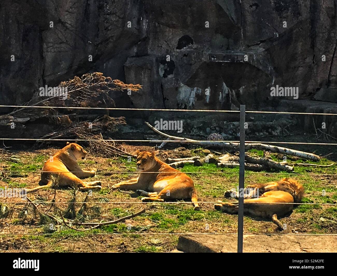 Lion two lionesses hi-res stock photography and images - Alamy