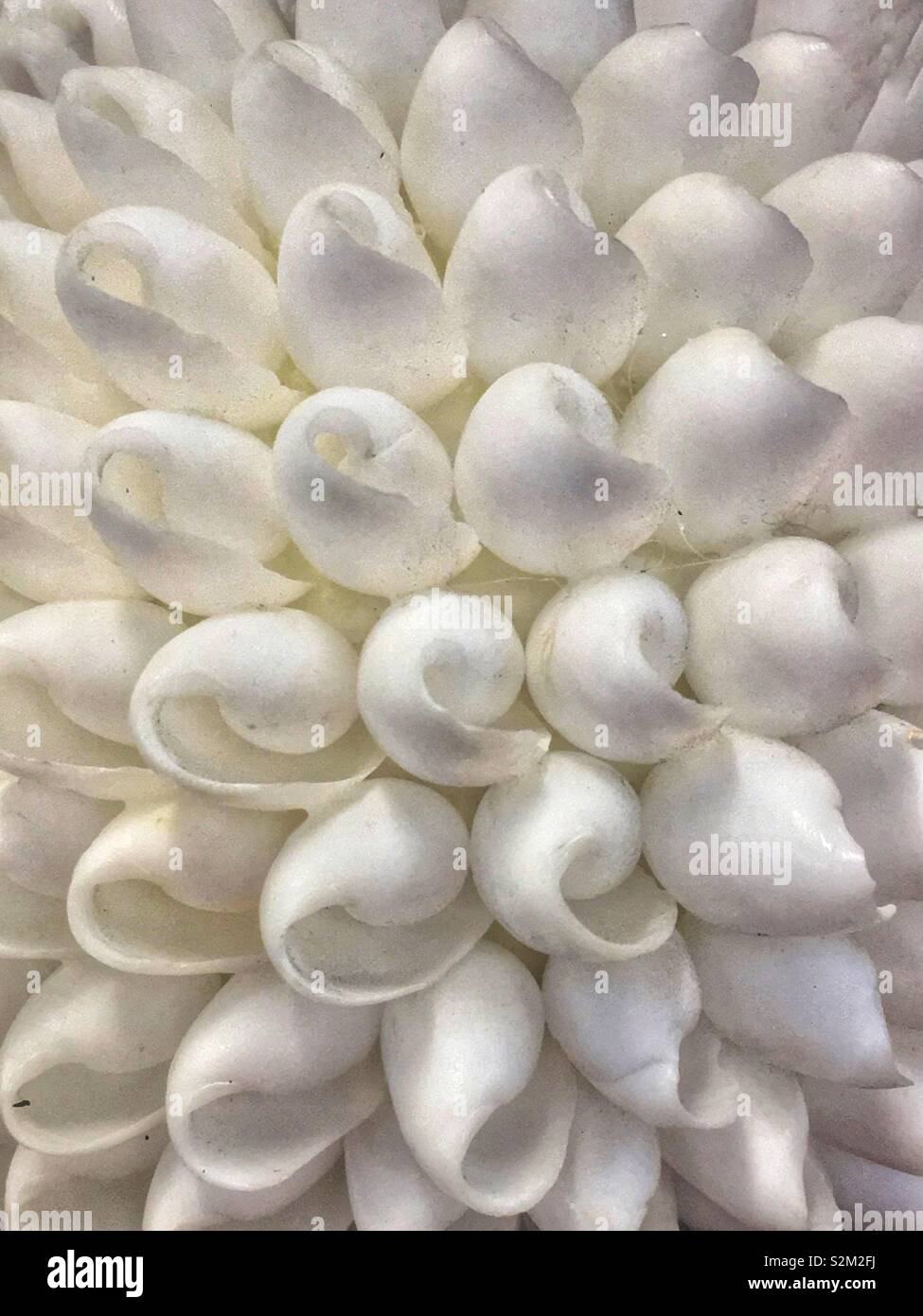 White seashells glued to a ball Stock Photo - Alamy