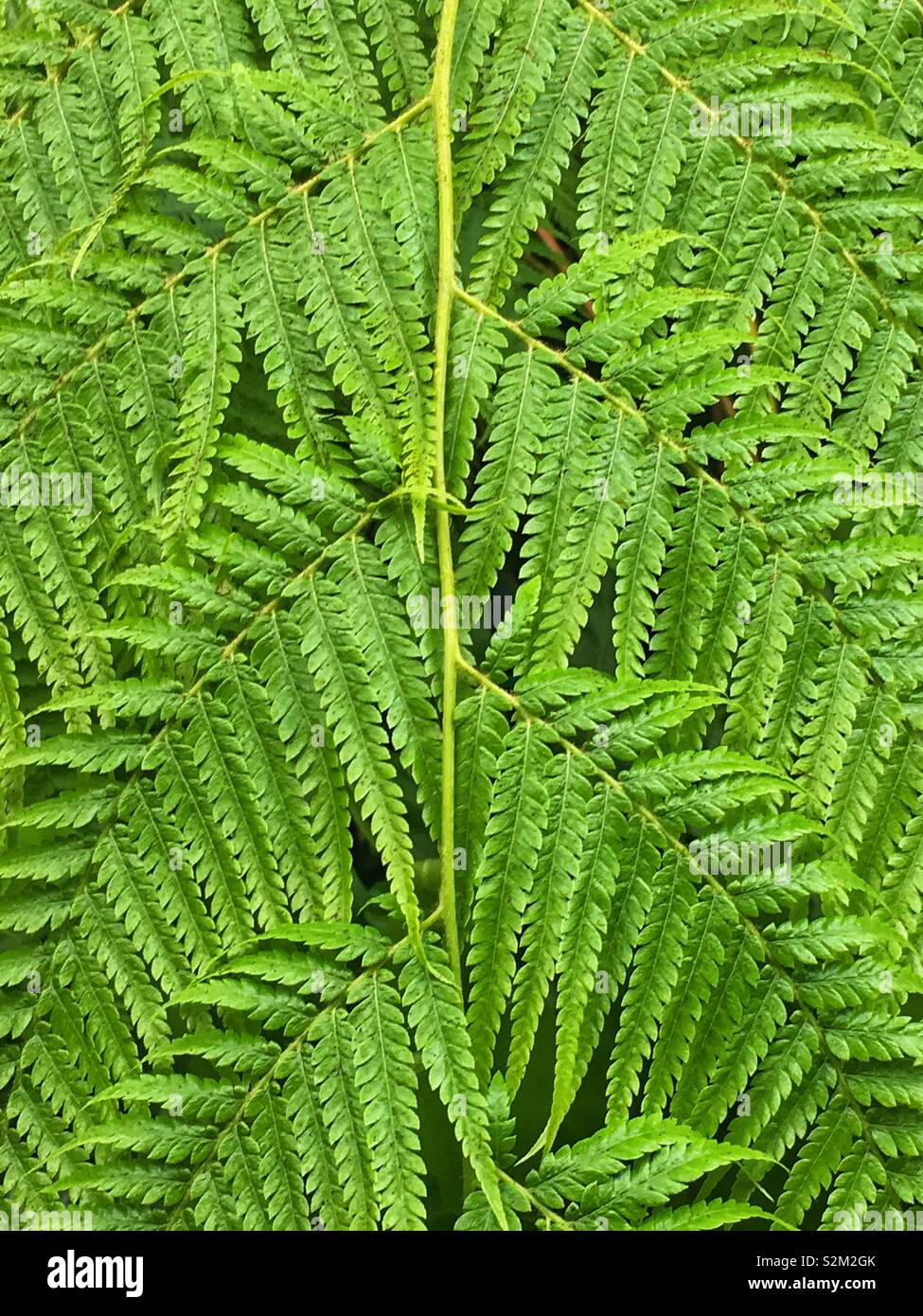 Full frame of Nephrolepis cordifolia, fishbone fern,tuberous sword fern ...