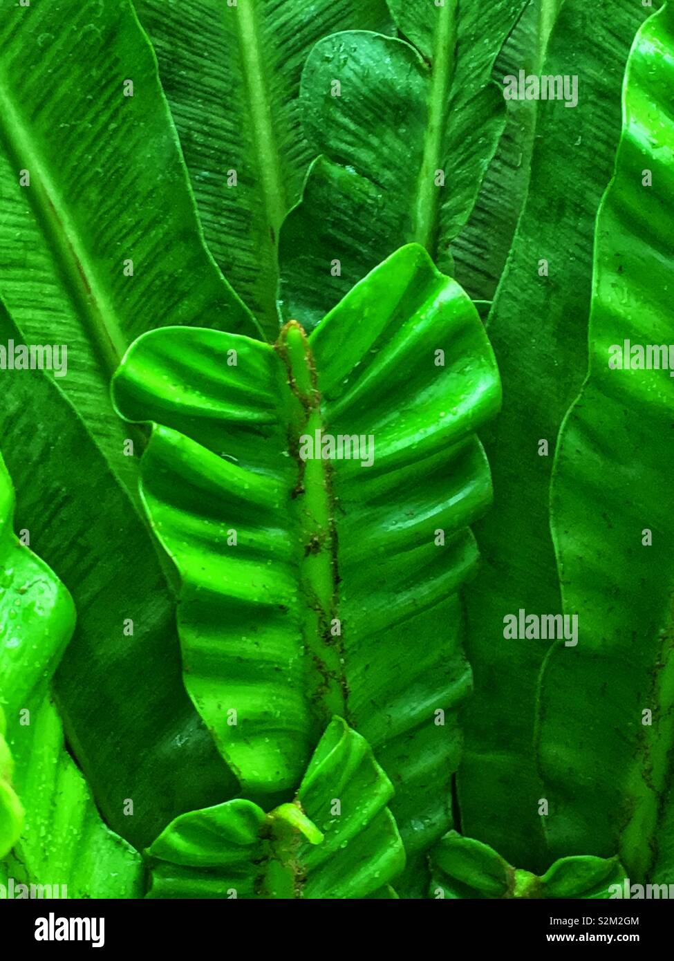 Interesting leaf of a green plant Stock Photo - Alamy