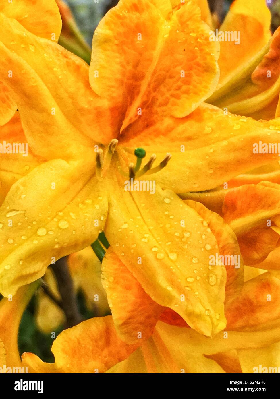 Unusual and interesting gold azalea flower in full bloom Stock Photo ...