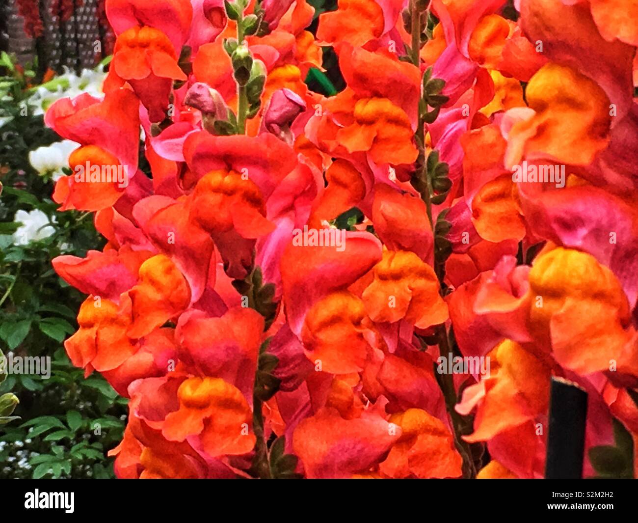 Many pink and red stock flowers in full bloom, growing and being the ...