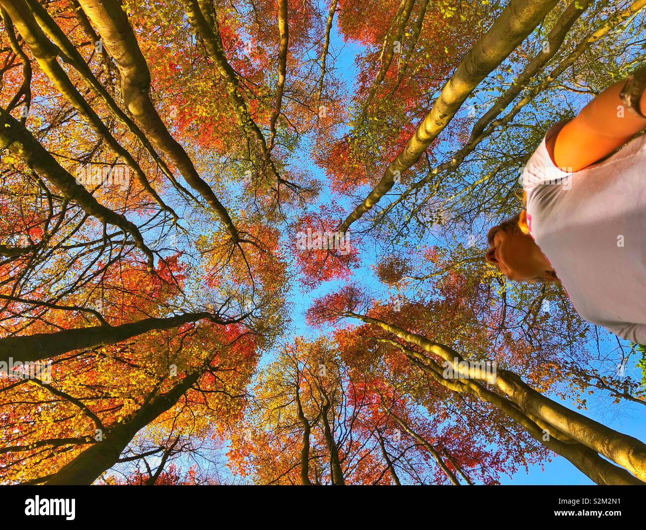 Trees looking up leaves hi-res stock photography and images - Alamy