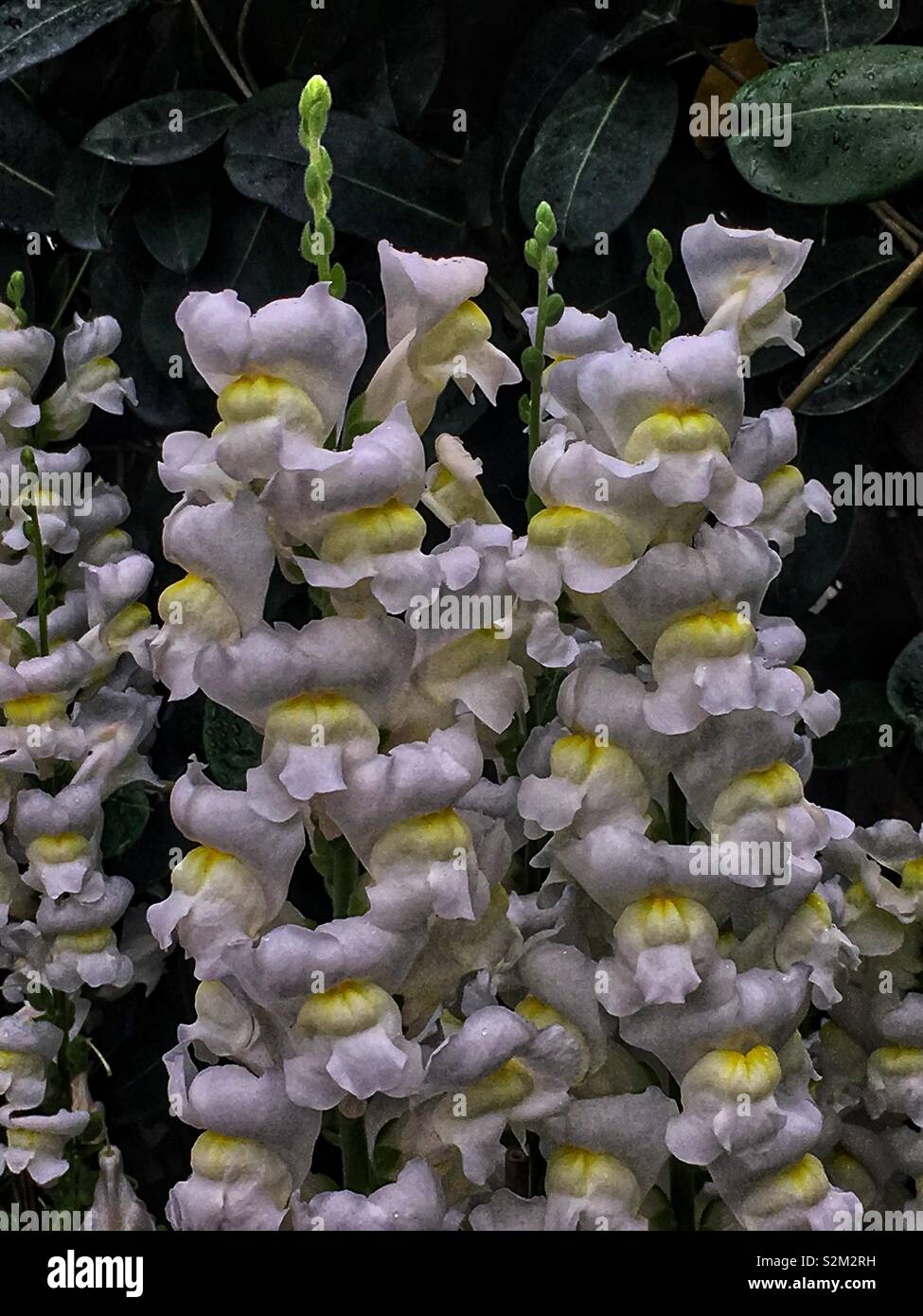 Perfect white stock flowers in full bloom Stock Photo - Alamy