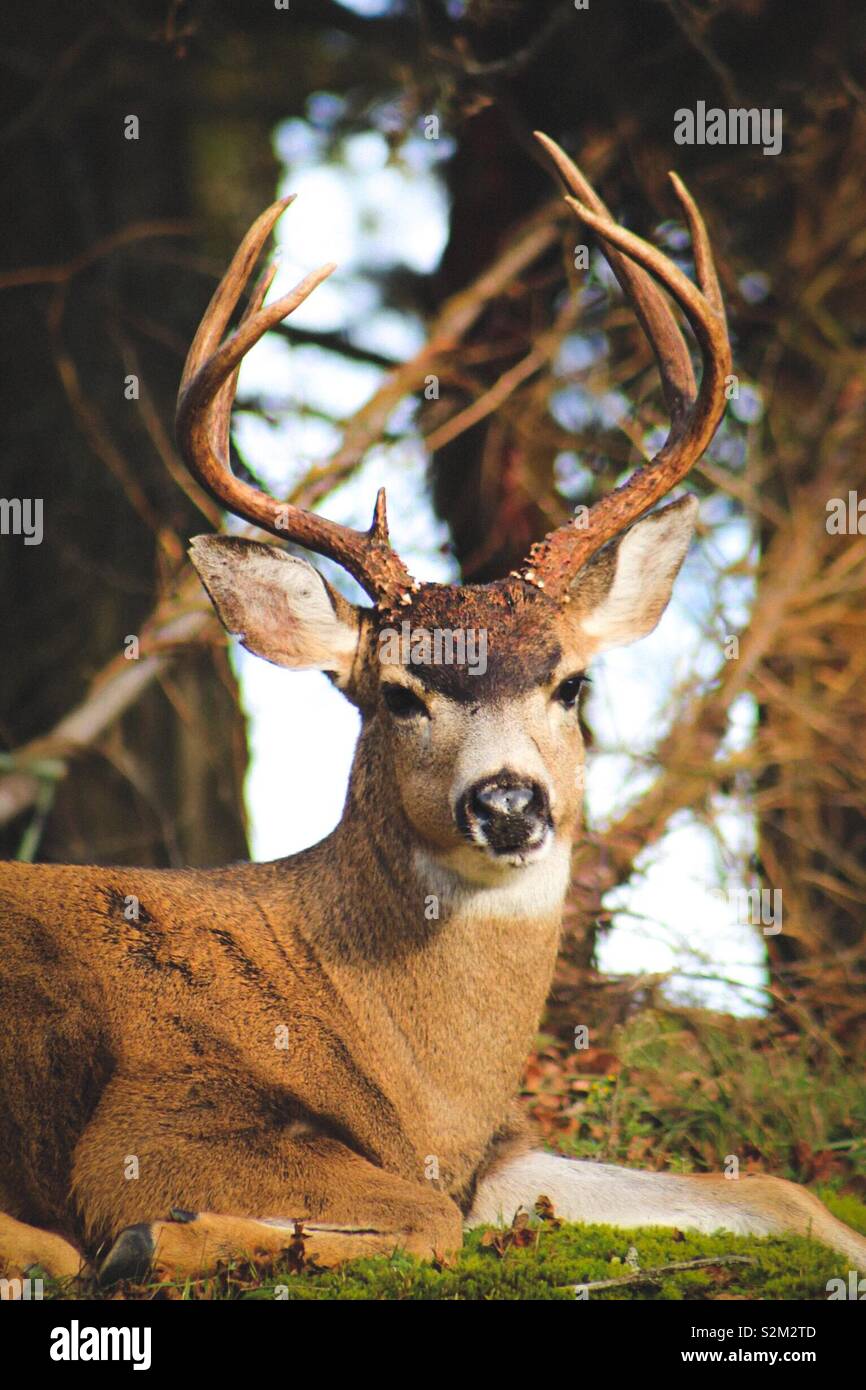 Photo of stag hi-res stock photography and images - Alamy