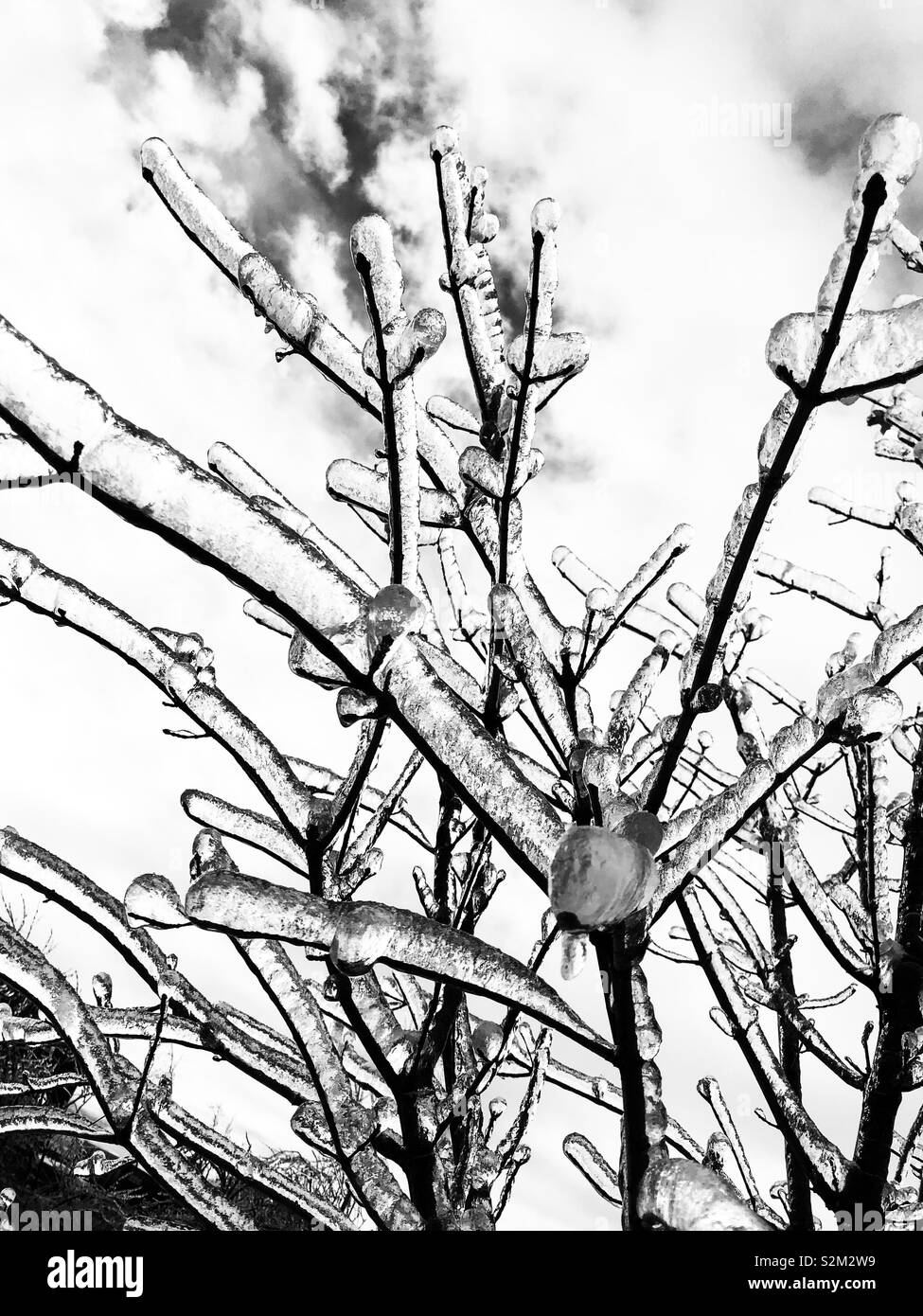 Ice tree branches hi-res stock photography and images - Alamy