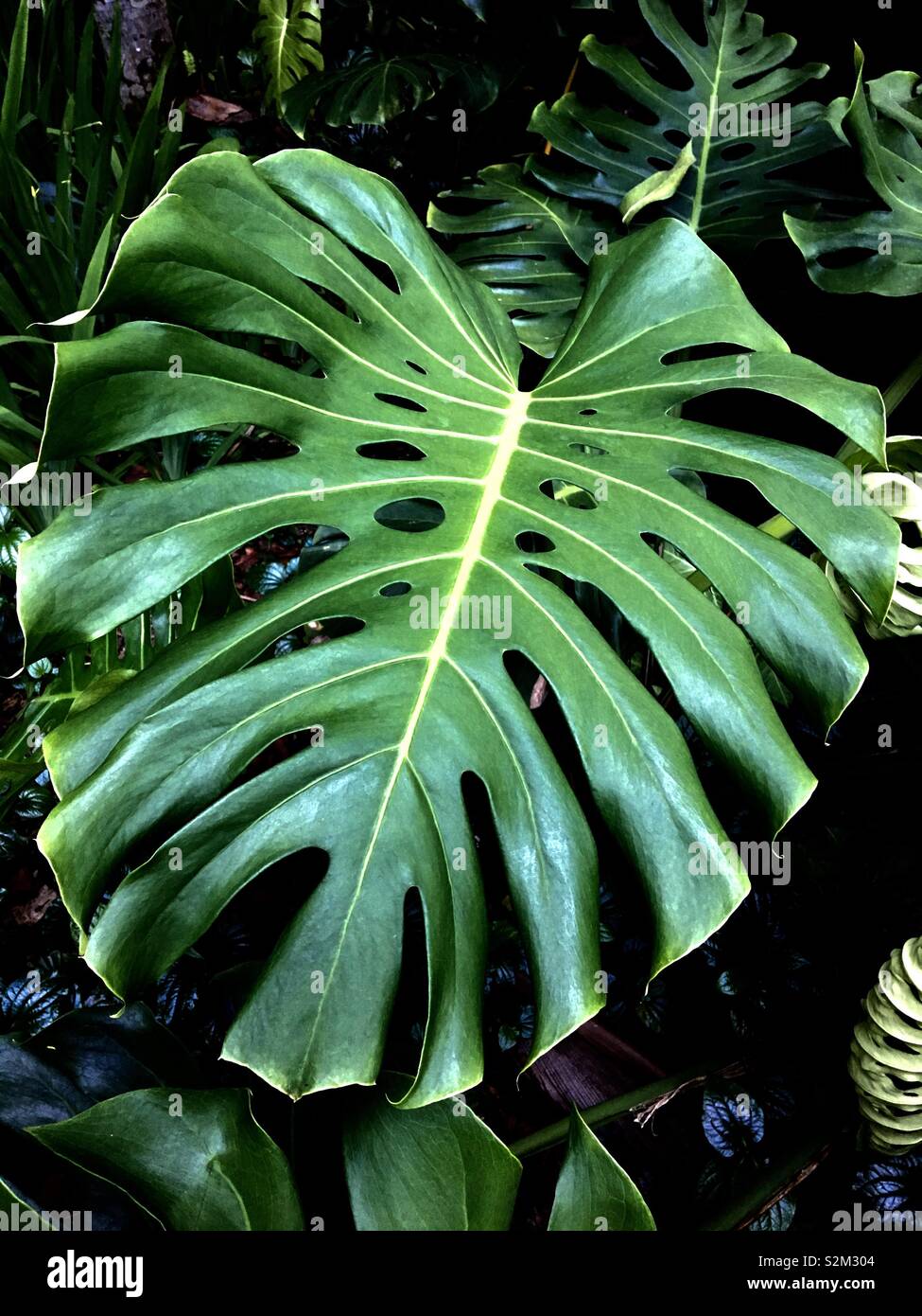 Open leaf hi-res stock photography and images - Alamy