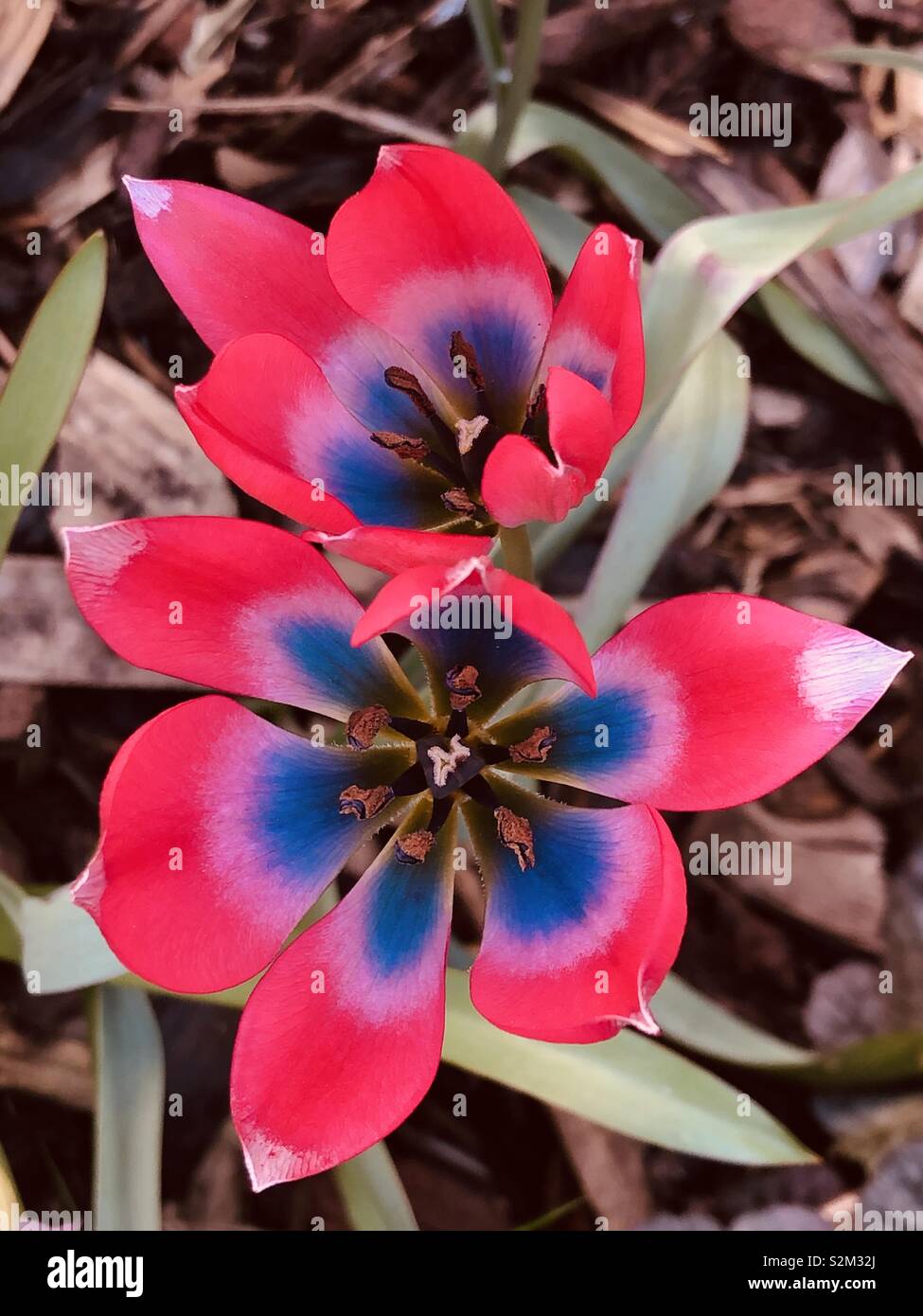 Pink flowering bulbs hi-res stock photography and images - Alamy
