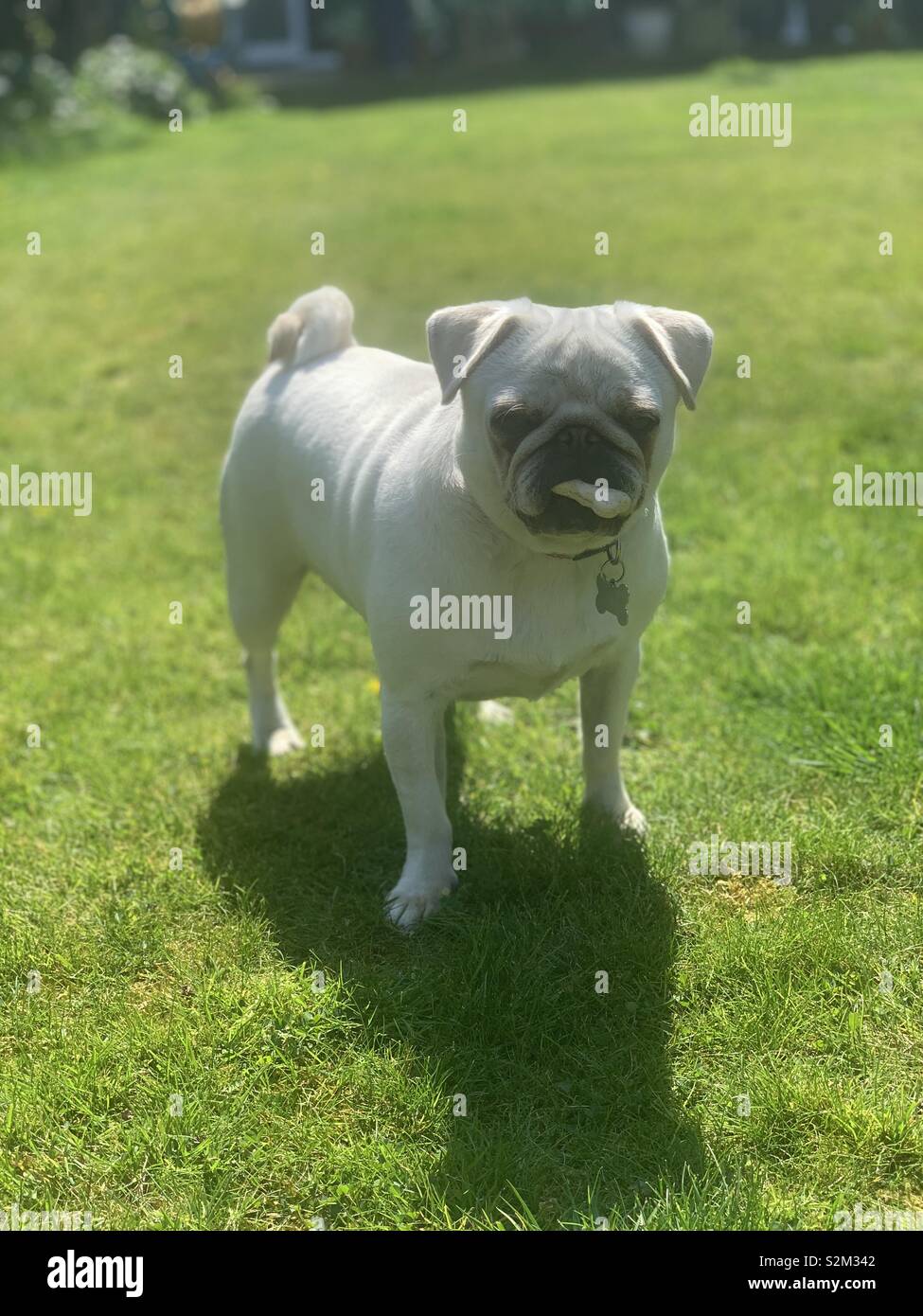White pug hi-res stock photography and images - Alamy