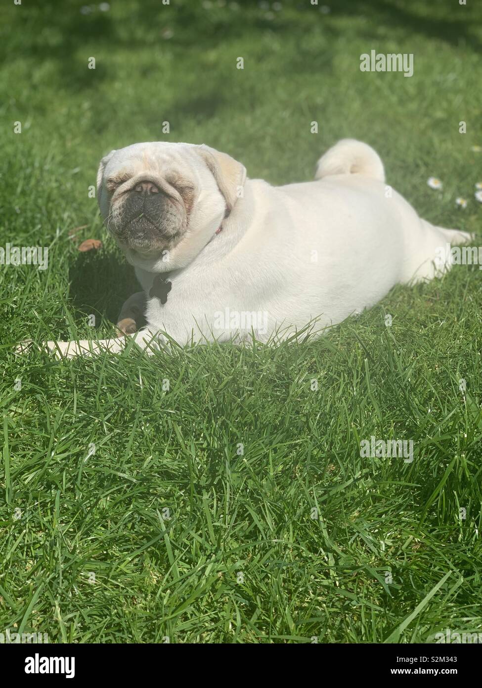 White pug hi-res stock photography and images - Alamy