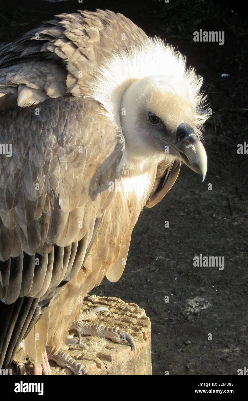 Harold bird hi-res stock photography and images - Alamy