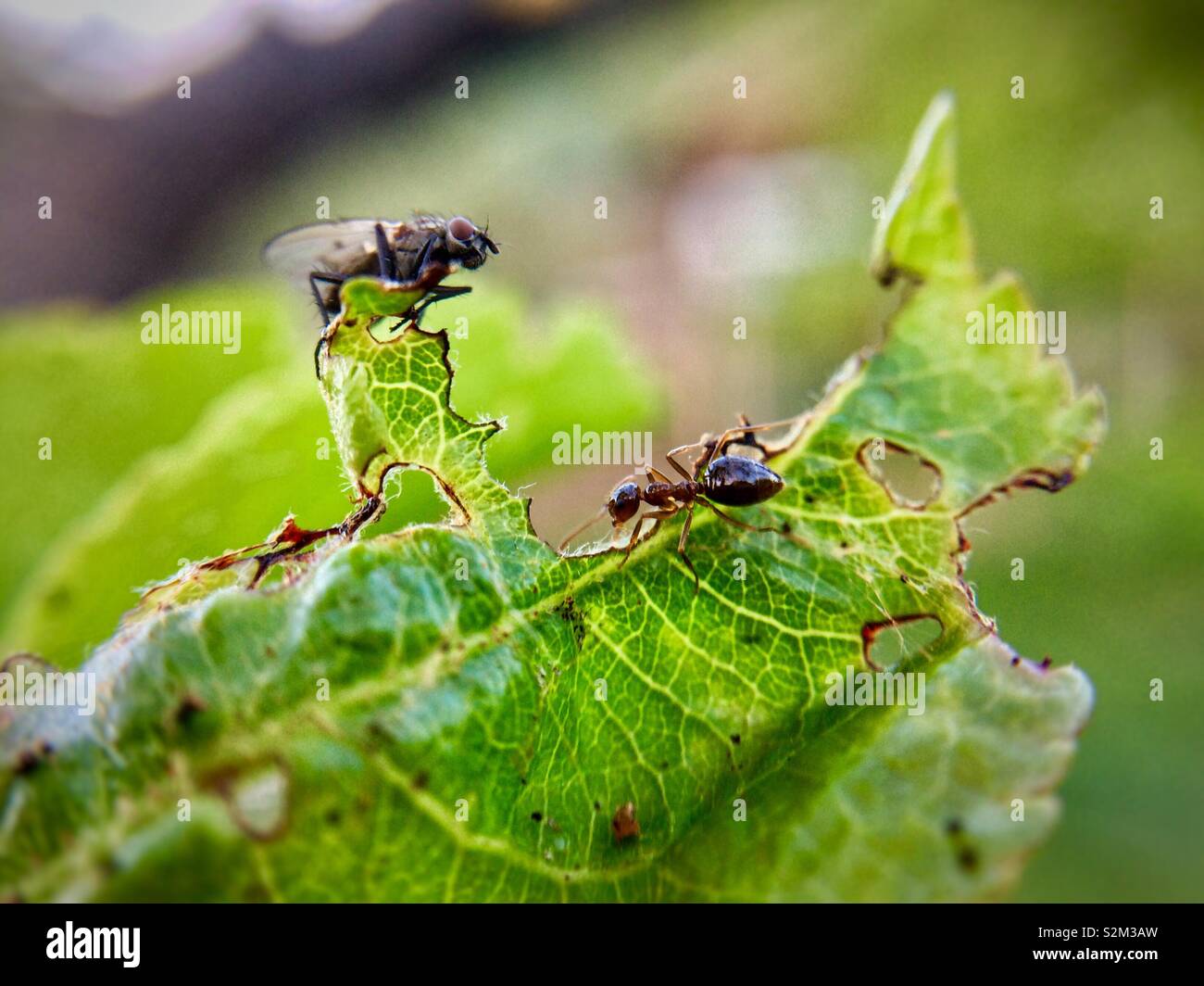 Small Differences High Resolution Stock Photography and Images - Alamy