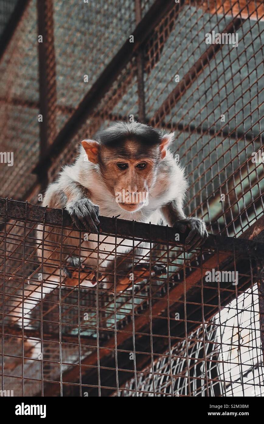 Monkey india goa hi-res stock photography and images - Alamy