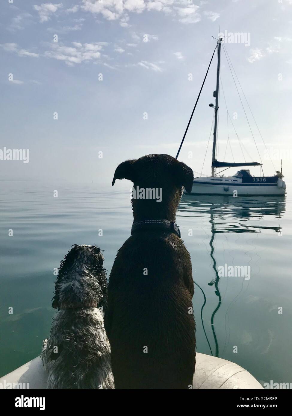 Dogs on the boat Stock Photo - Alamy