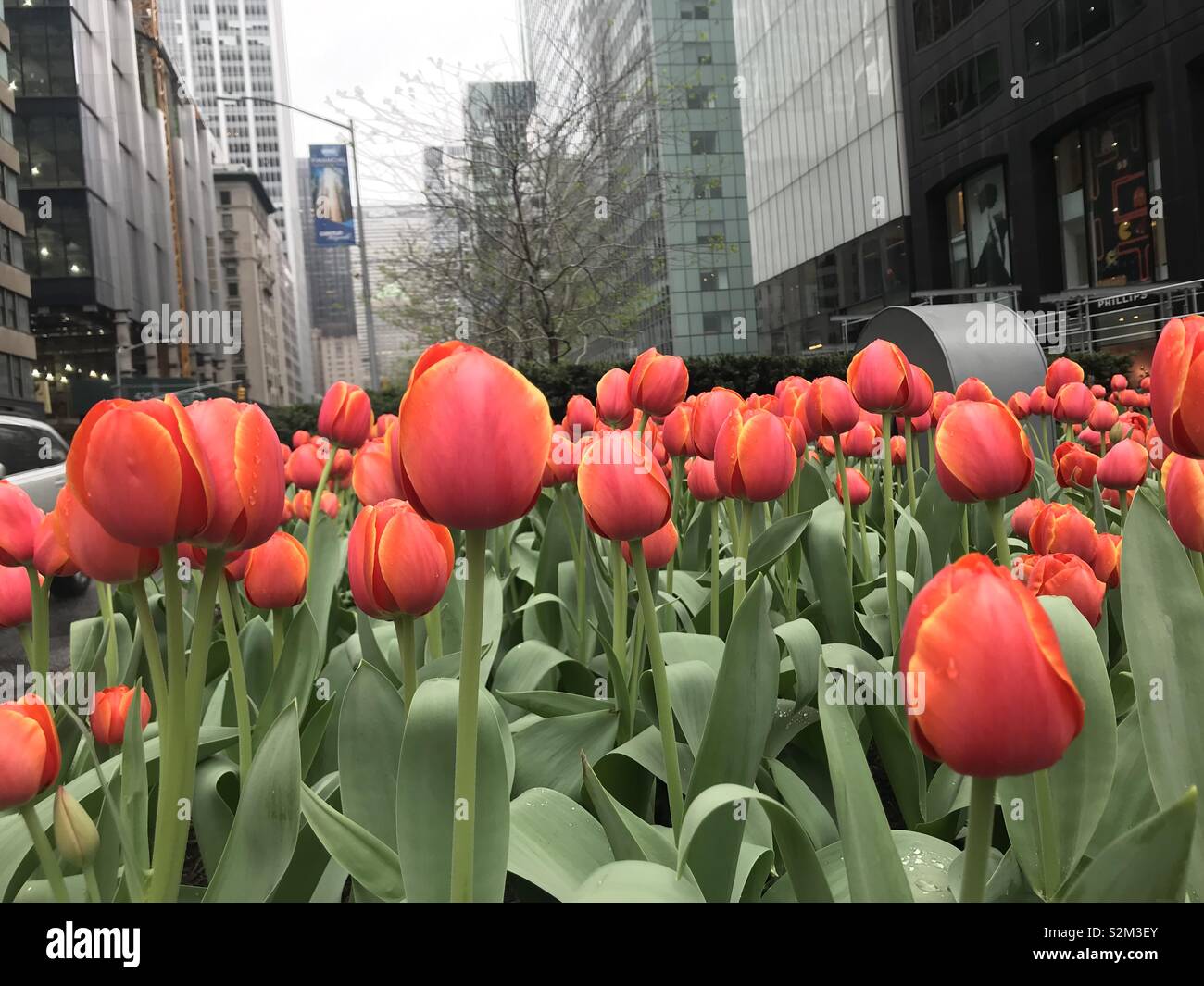 Park Avenue in spring, New York City Stock Photo - Alamy