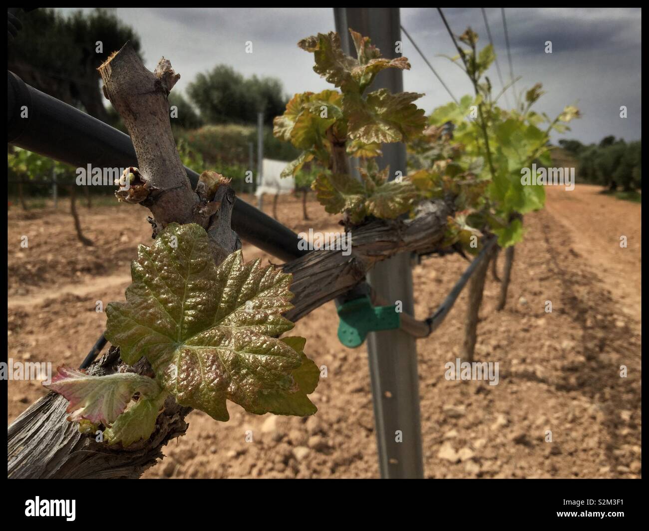 Parellada grapevine suffering caterpillar bud damage, Catalonia, Spain ...