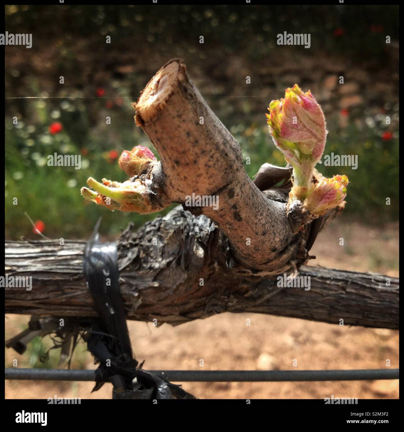 Pest of grapevines hi-res stock photography and images - Alamy