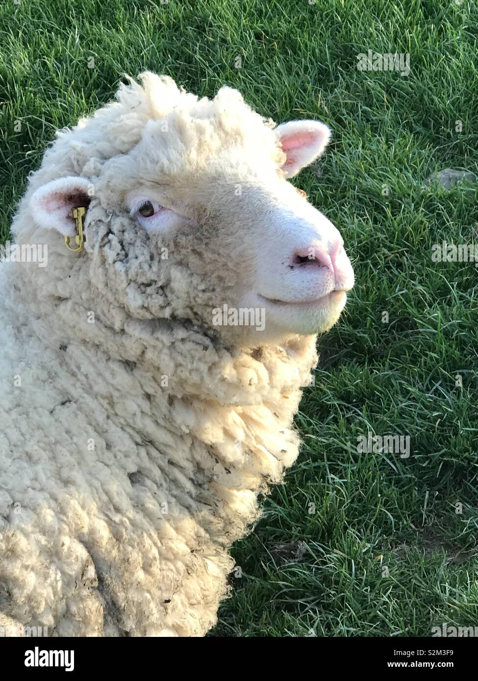 Sheep looking over wall hi-res stock photography and images - Alamy