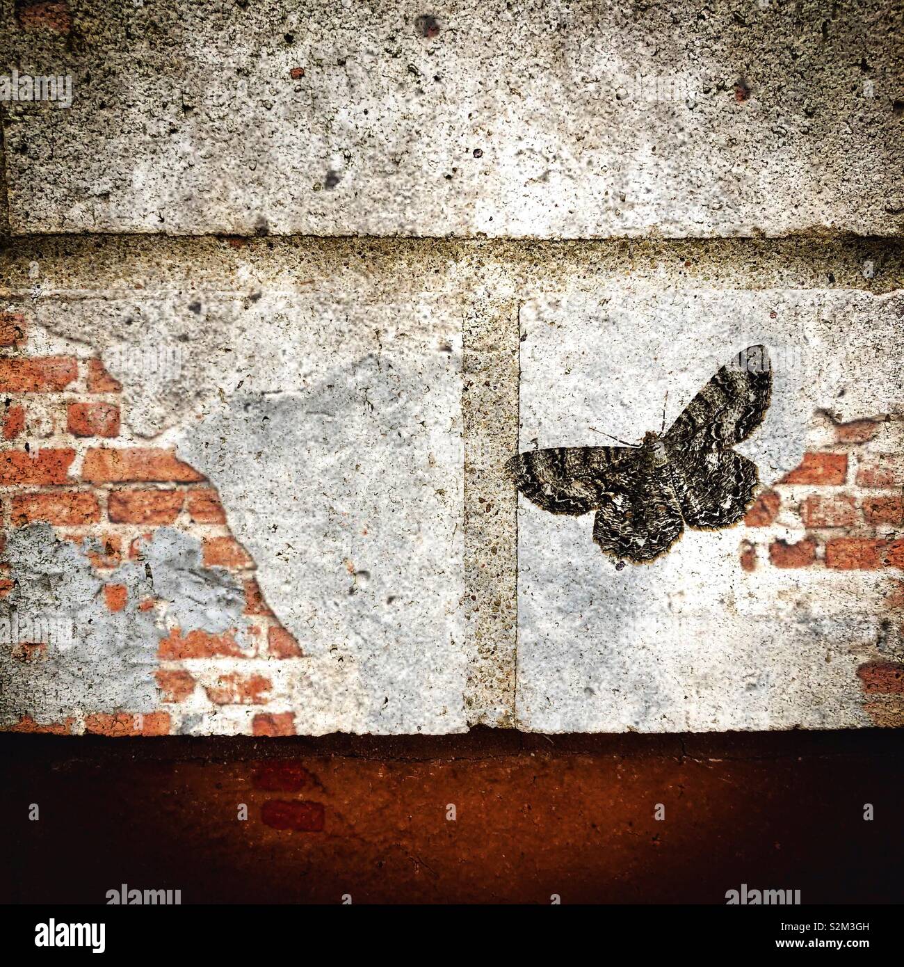 A black moth on a cement wall with exposed red brick Stock Photo - Alamy