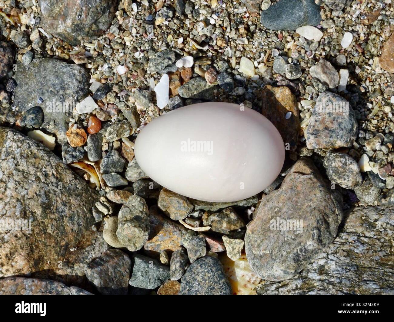 Duck egg hi-res stock photography and images - Alamy