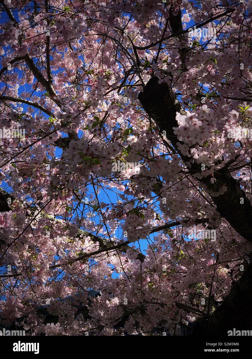 The Sakura in full bloom under the back light beyond the blue sky Stock ...
