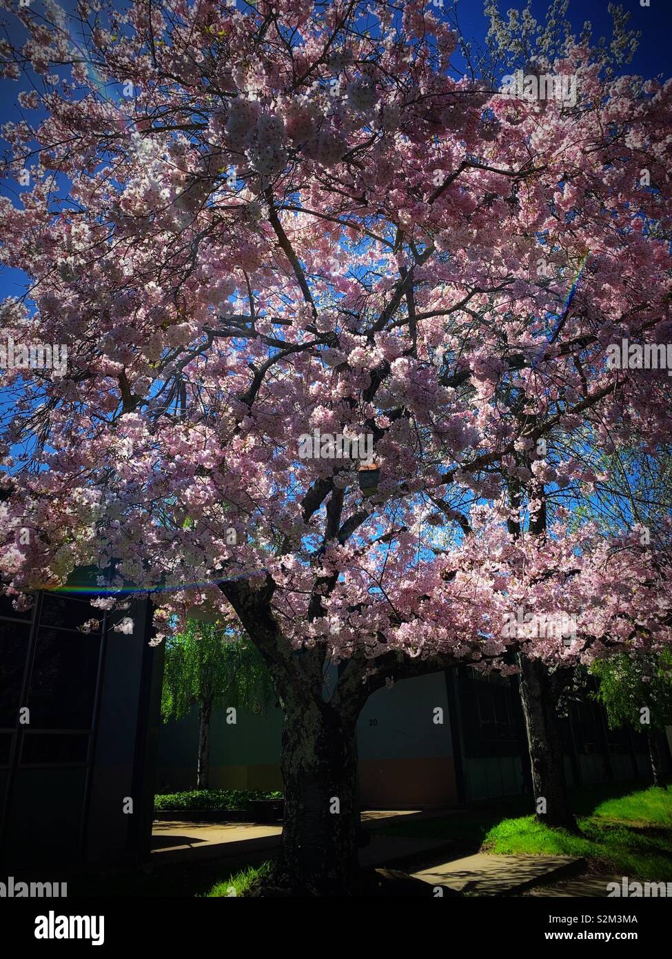 The Sakura tree in full bloom beyond the blue sky Stock Photo - Alamy