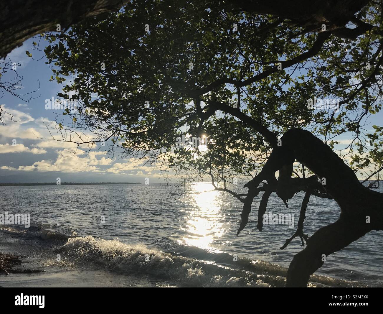 Papua tree hi-res stock photography and images - Alamy