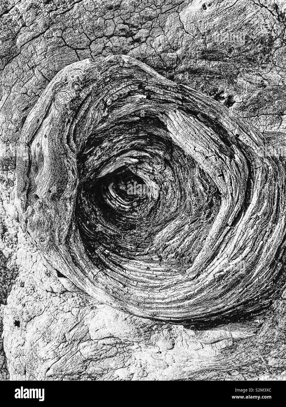 Tree Hole Drawing