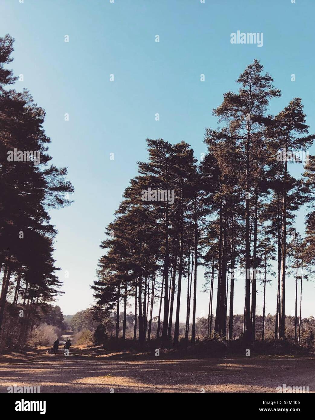 Swinley forest hi-res stock photography and images - Alamy