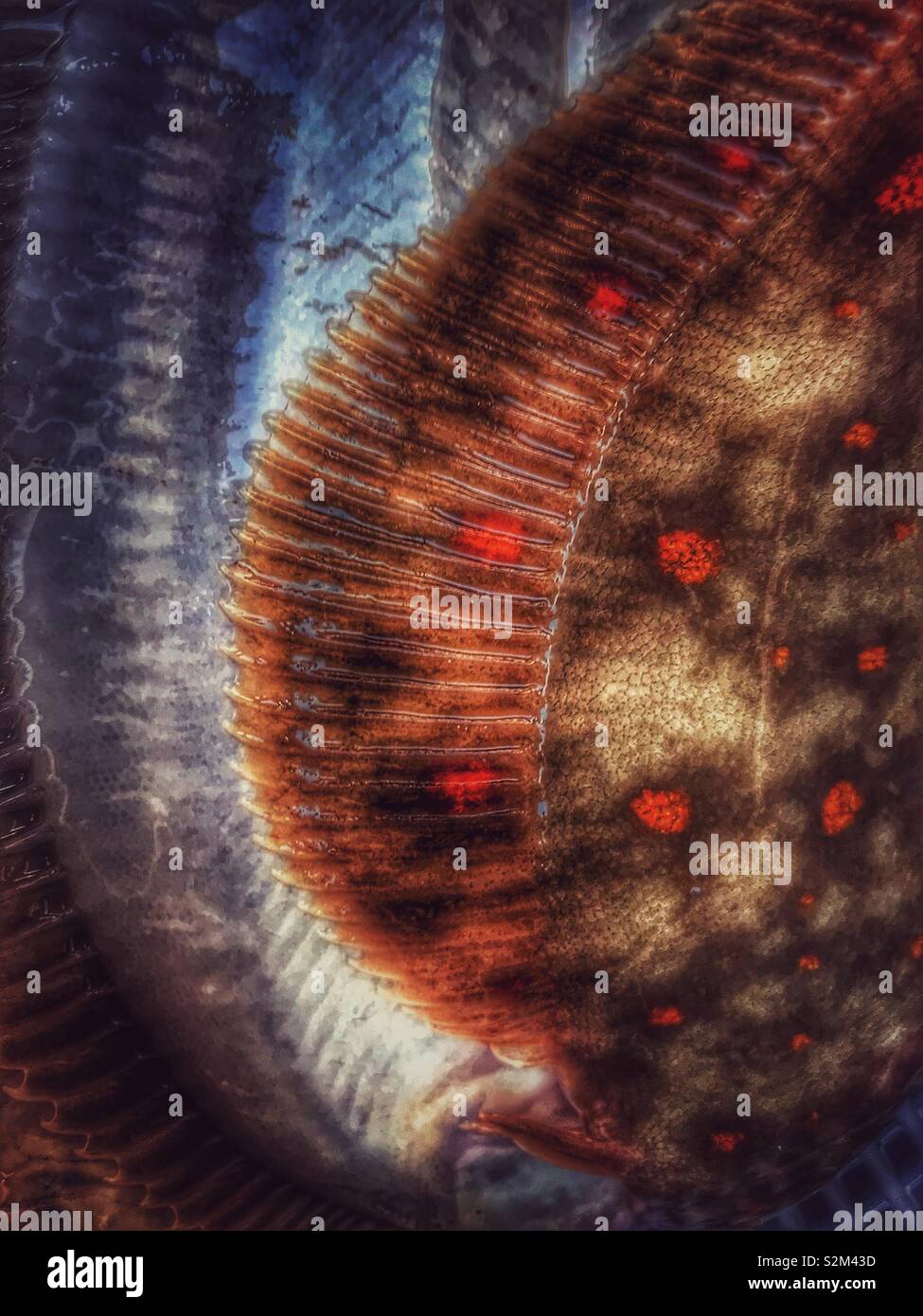 Sea Plaice Fish High Resolution Stock Photography and Images - Alamy