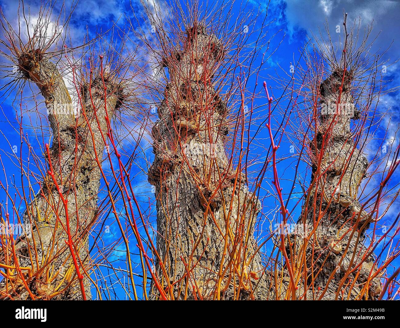 Pruning techniques hi-res stock photography and images - Alamy