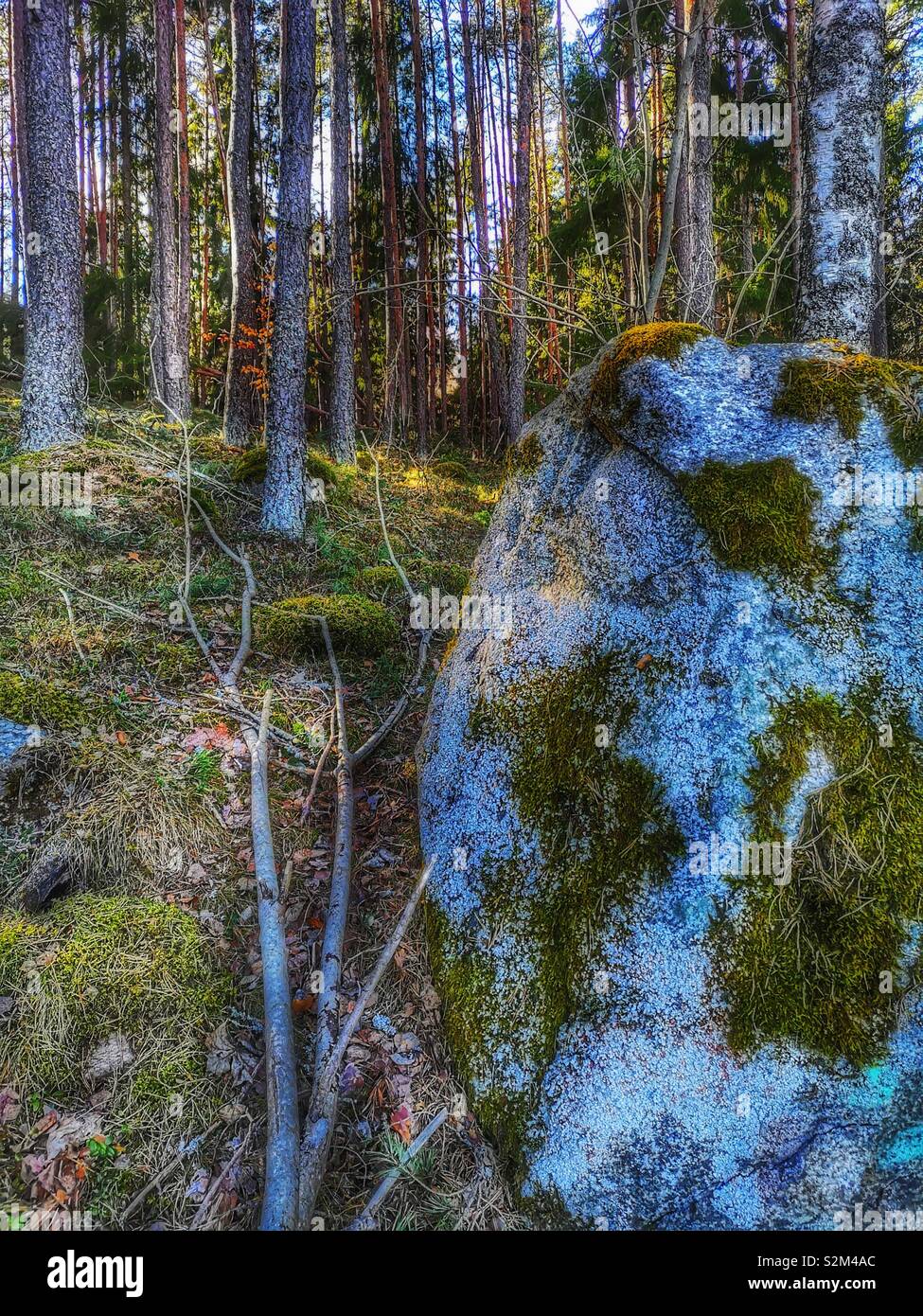 Rock with moss in forest, Sweden, Scandinavia Stock Photo - Alamy
