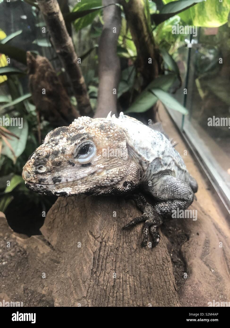 Lizard on a branch Stock Photo - Alamy