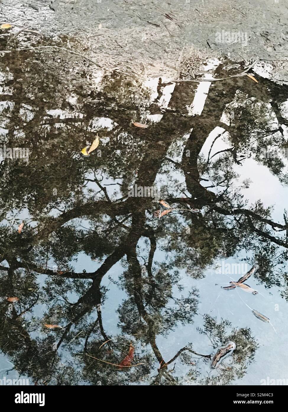 A puddle sprouting a tree Stock Photo - Alamy