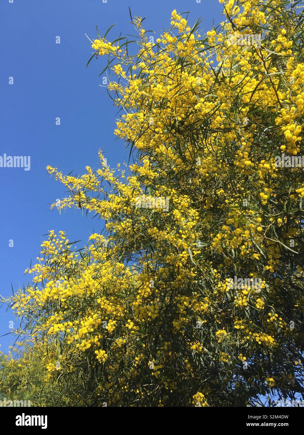 Acacia dealbata mimosa hi-res stock photography and images - Alamy