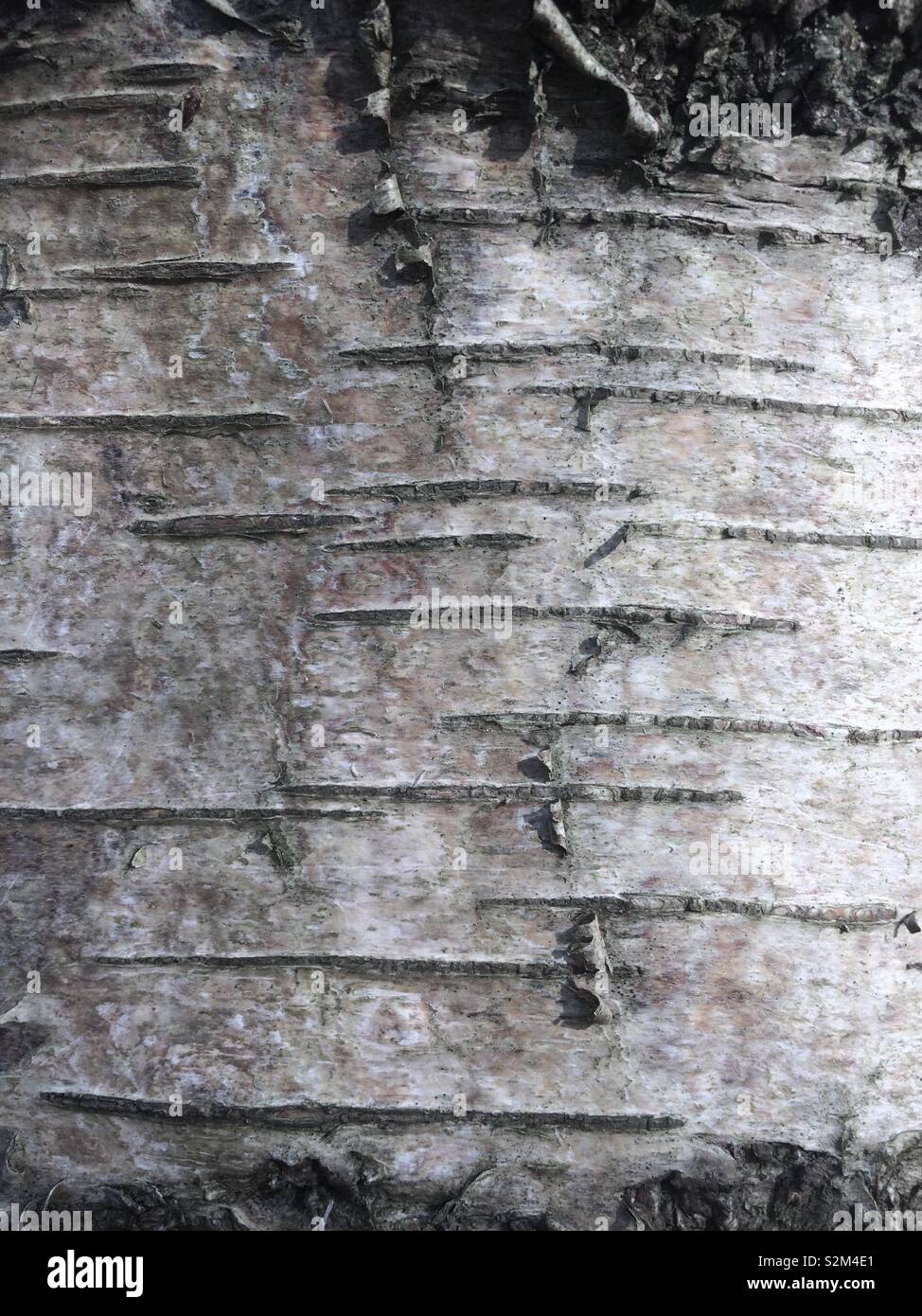 Silver birch tree bark hi-res stock photography and images - Alamy