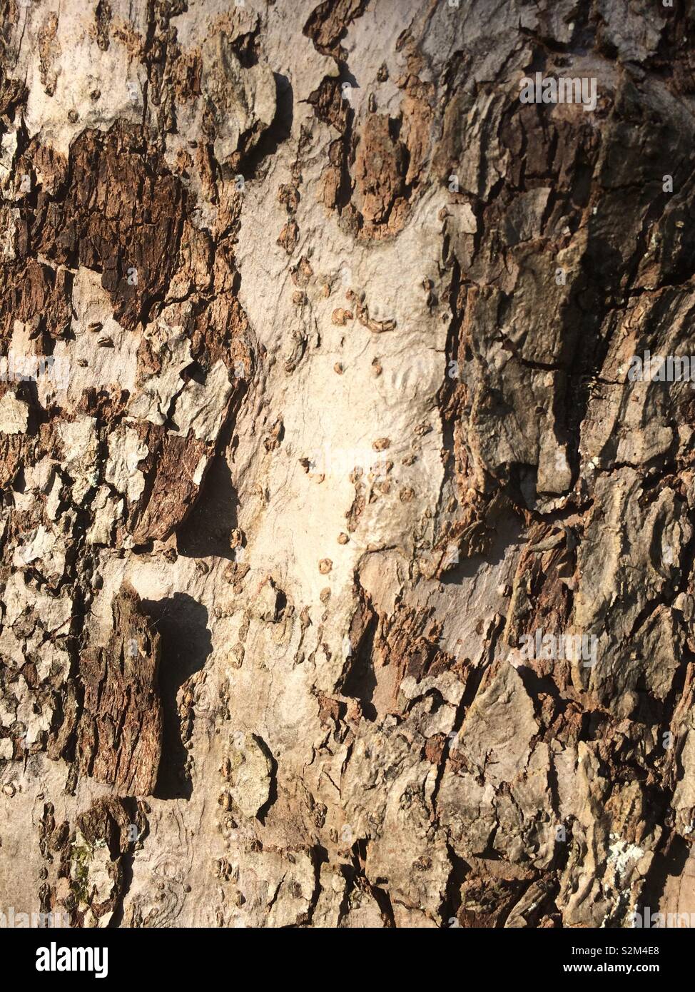 Peeling tree bark Stock Photo - Alamy