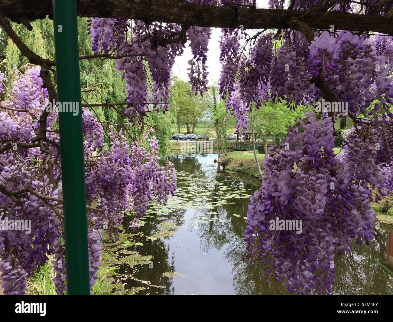 Wisteria garden hi-res stock photography and images - Alamy