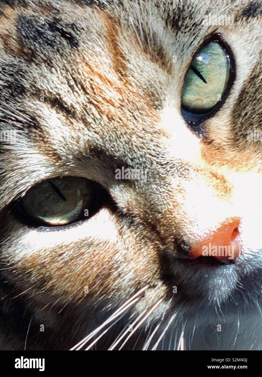 Tabby cat face hi-res stock photography and images - Alamy