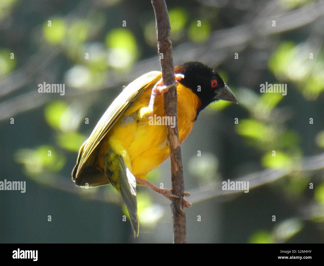 Weaving bird hi-res stock photography and images - Alamy