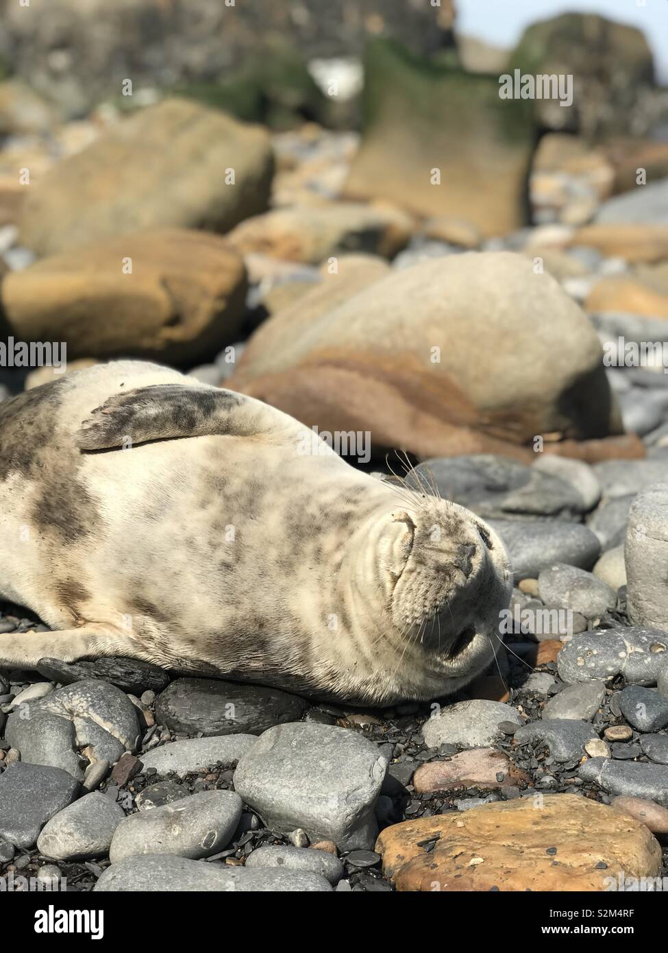 Sunbathing seal hi-res stock photography and images - Alamy