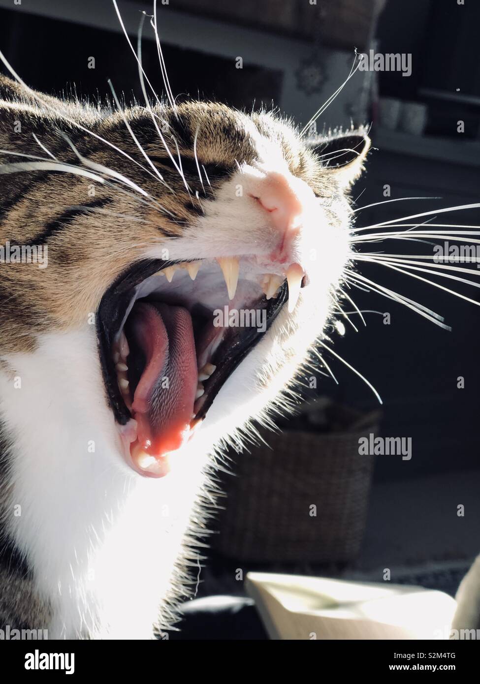 Yawning feline cat Stock Photo - Alamy