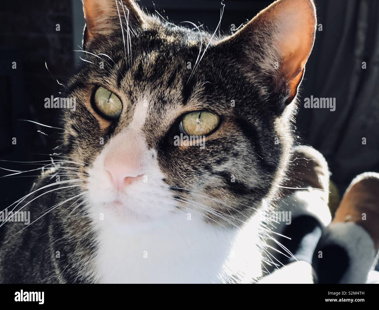 Sunshine cat hi-res stock photography and images - Alamy
