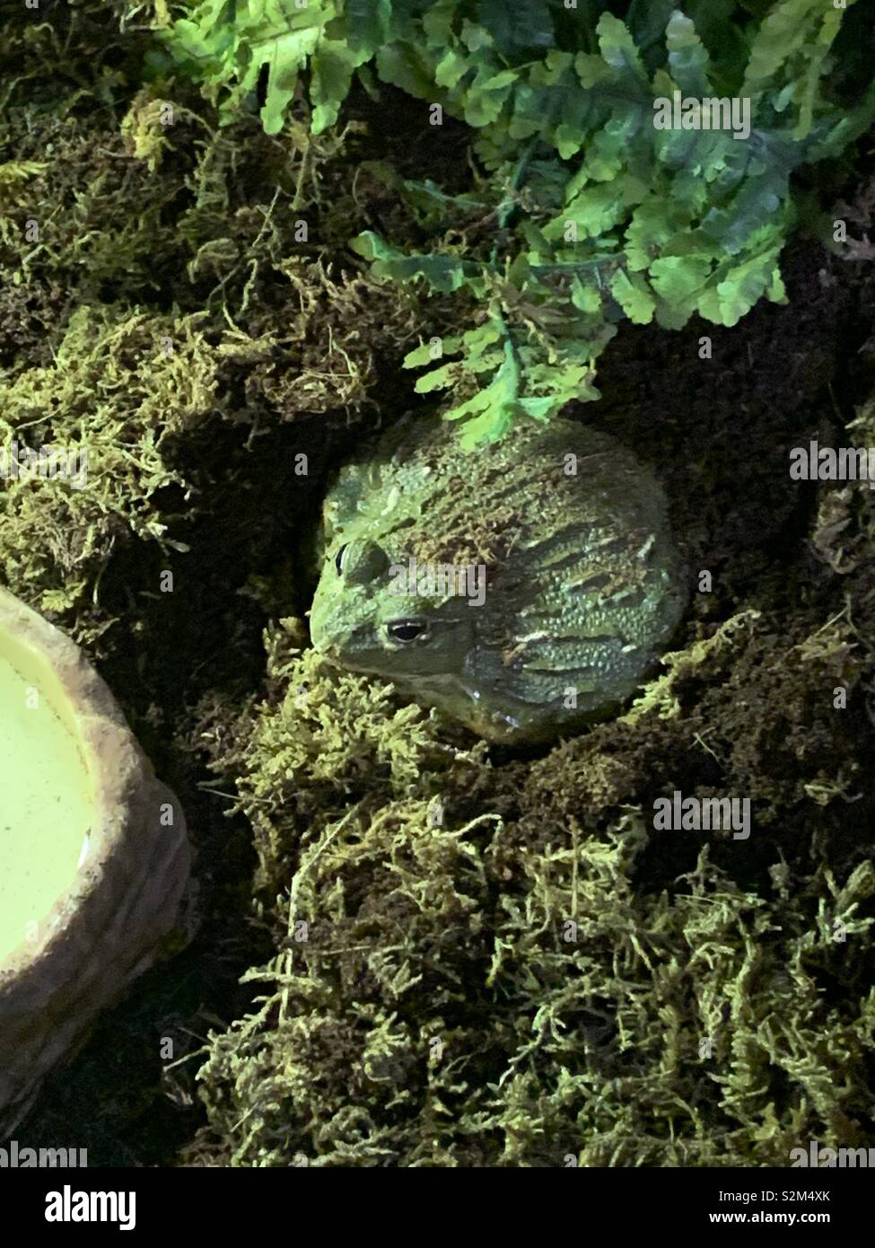 Frog hiding in bush Stock Photo - Alamy