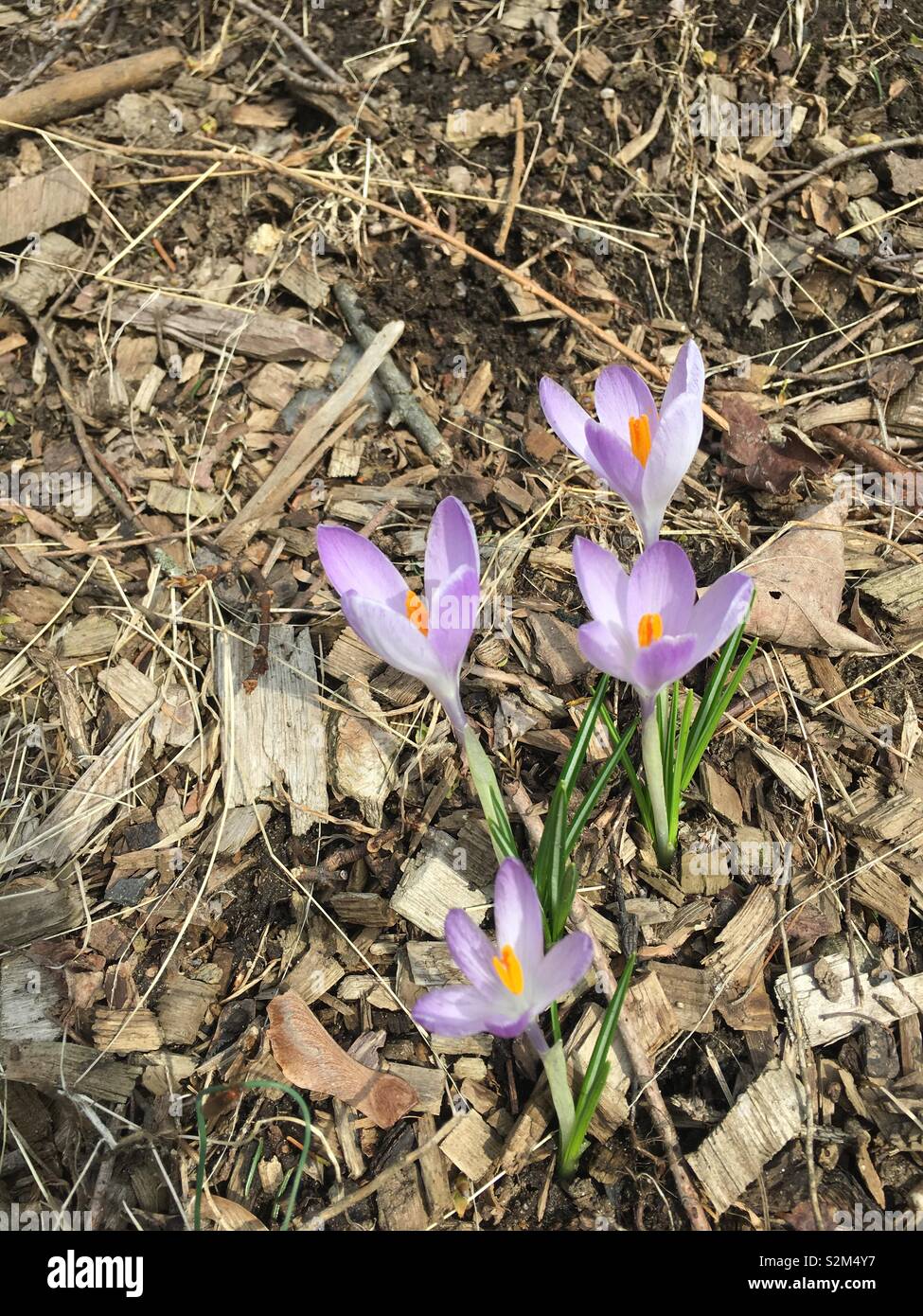 Purple crocus blossoms. First sign of spring. Scarsdale, NY Stock Photo ...