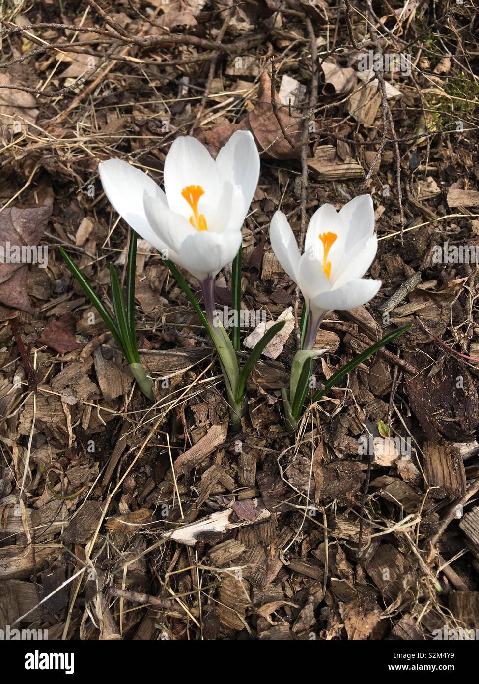 White crocus flowers. First sign of spring. Scarsdale, NY Stock Photo ...