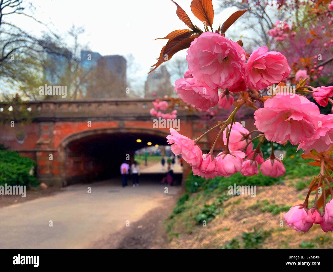Taurus enjoying the blooming cherry trees near driprock arch in central ...