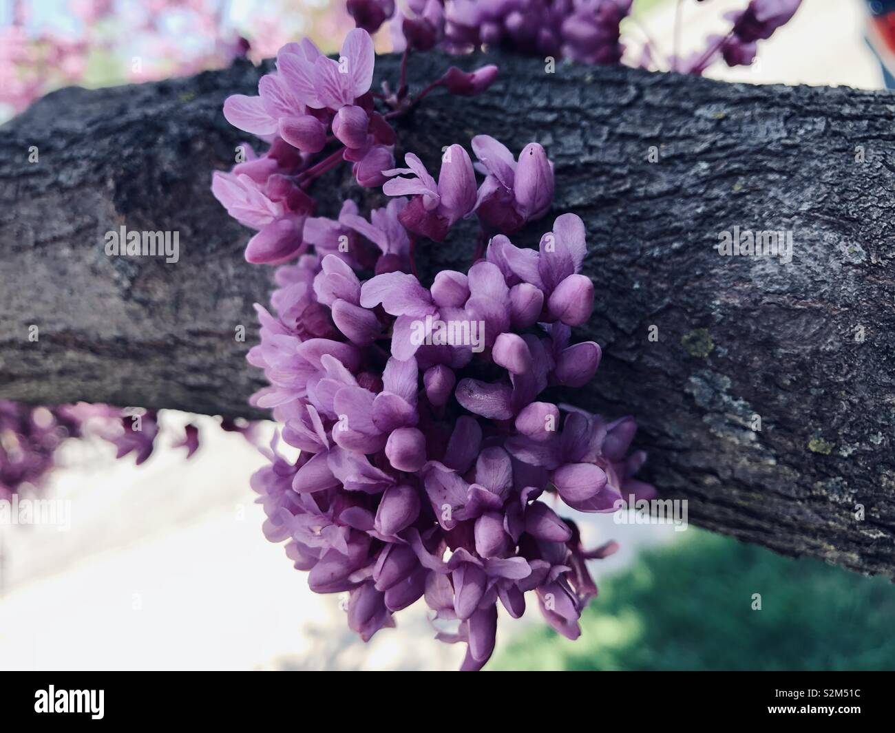 Purple redbud hi-res stock photography and images - Alamy