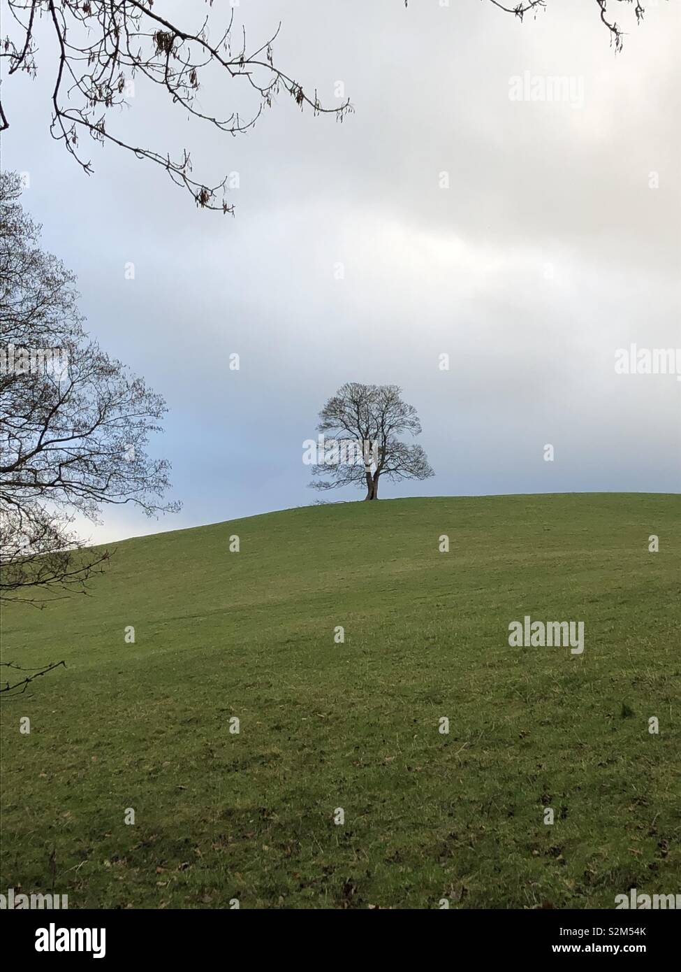 Wales field tree hi-res stock photography and images - Alamy
